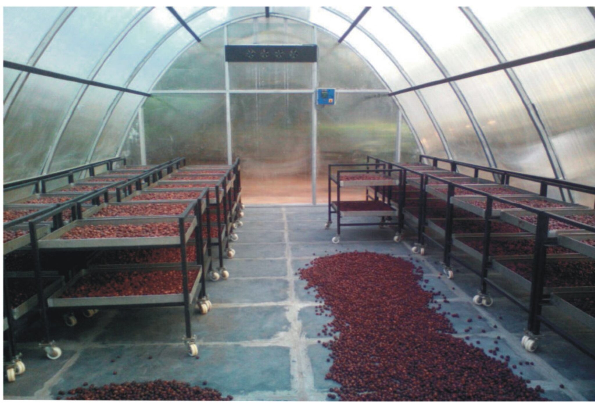 Spices drying – ATR SOLAR (INDIA)