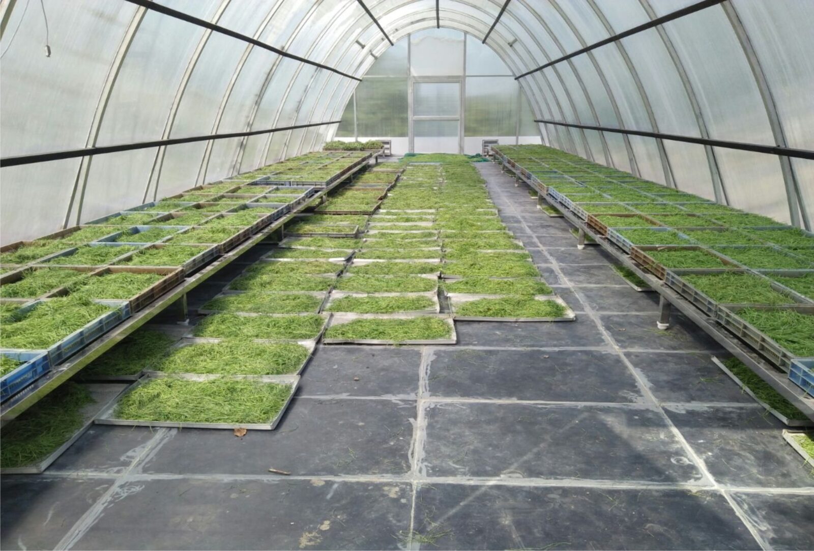 Solar Green House Dryer – ATR SOLAR (INDIA)