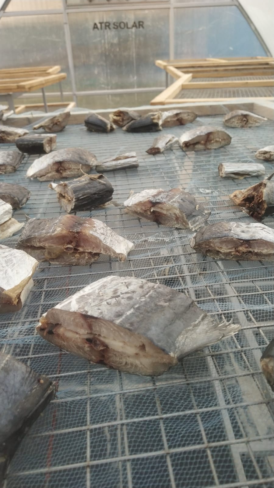 ATR SOLAR (INDIA) – Solar Green House Dryer/ Solar dryer/ solar air heater